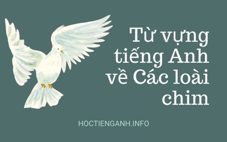 Từ vựng tiếng Anh về Các loài chim